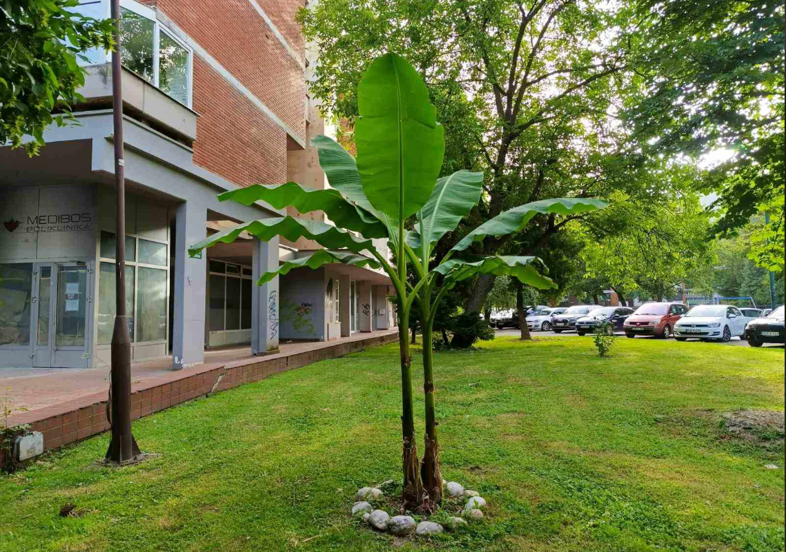 PRAVI IBRET Sarajevska banana opstala već godinu dana! Hoćemo li uskoro ...